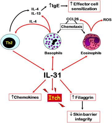Frontiers | Role of the Pruritic Cytokine IL-31 in Autoimmune Skin Diseases